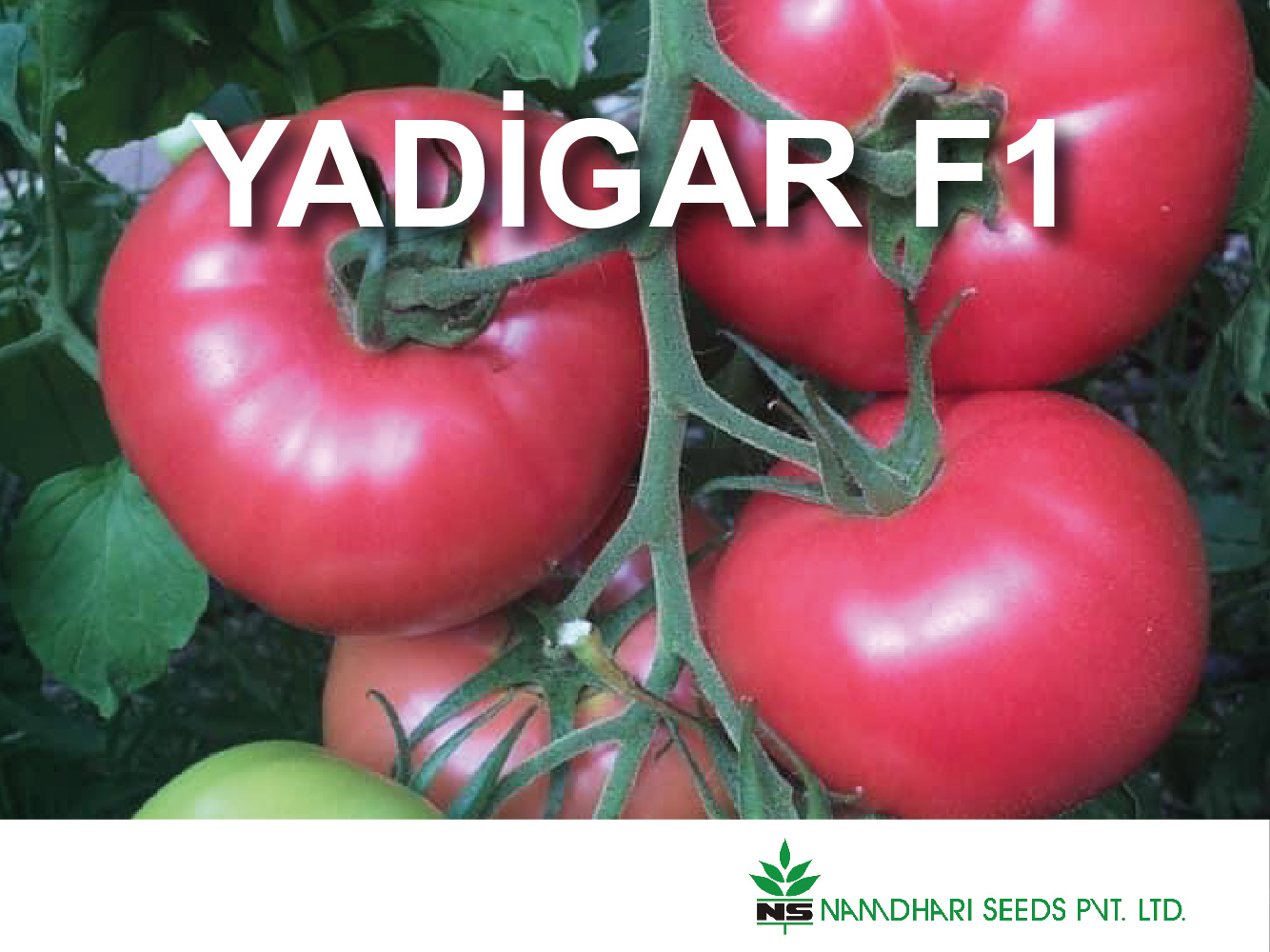 Pembe Domates – Proto Tohum