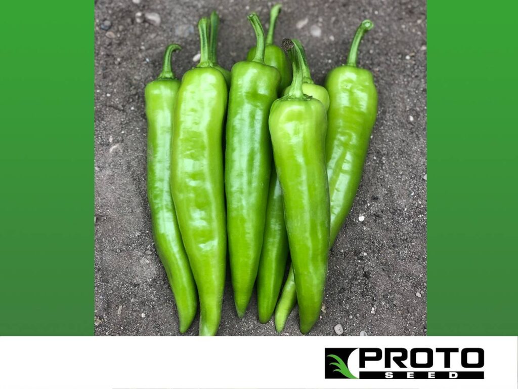 SECHKO F1 – Proto Tohum