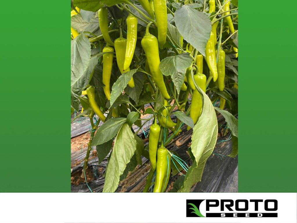 Nigar F1 – Proto Tohum