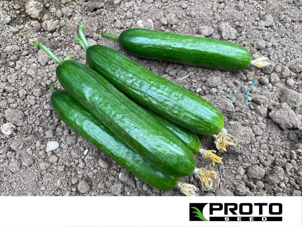 EFECAN F1 – Proto Tohum